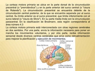Anatomía de la cognición (rlc) | PPTX