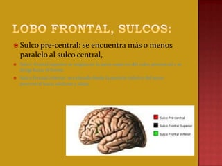 Anatomía de la corteza cerebral | PPTX