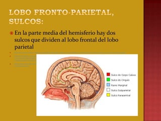 Anatomía de la corteza cerebral | PPTX