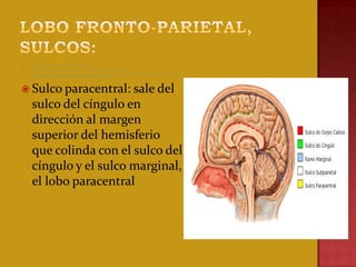 Anatomía de la corteza cerebral | PPTX