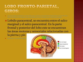 Anatomía de la corteza cerebral | PPTX