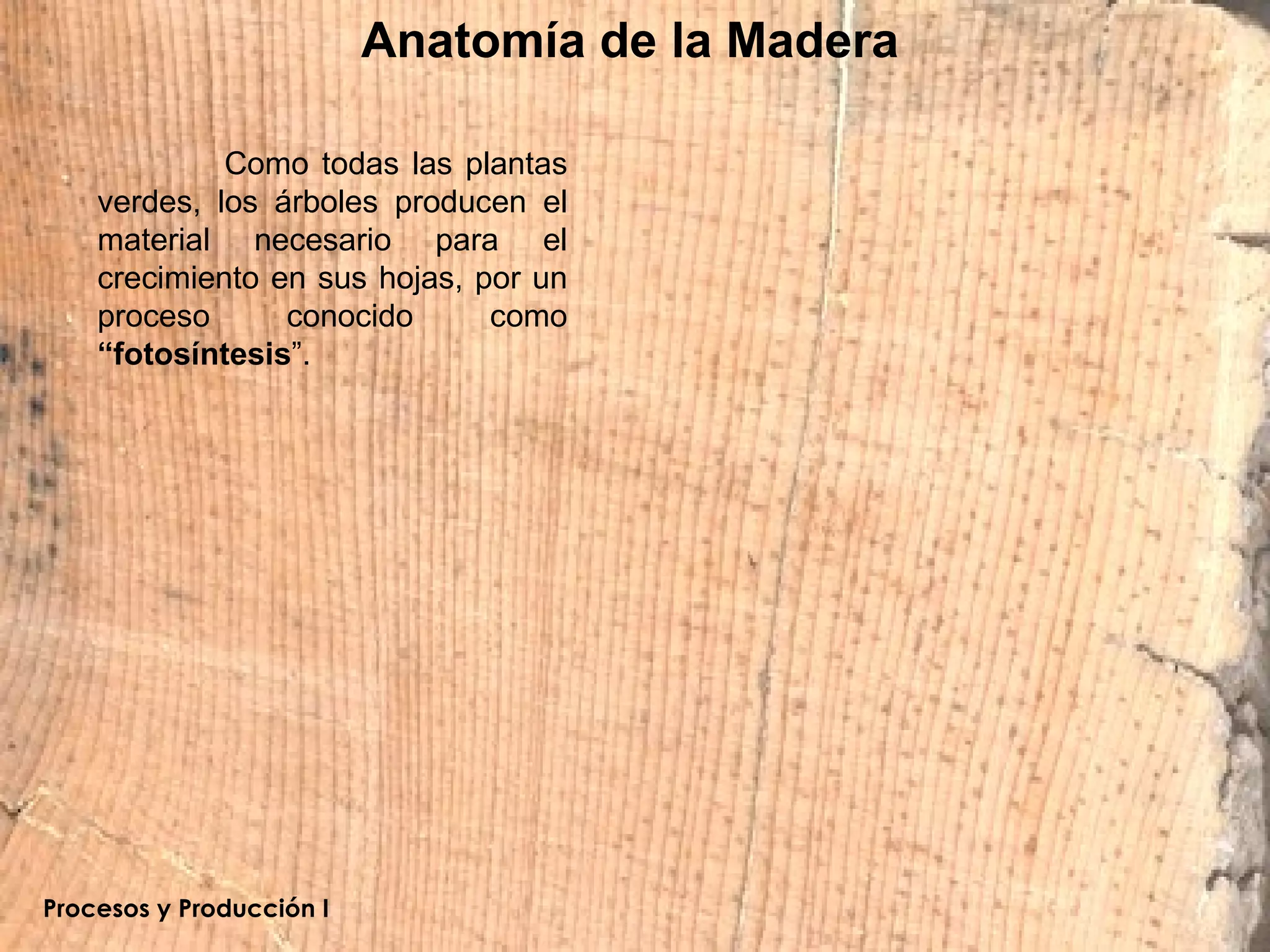 Anatomía De La Madera | PPT | Woodworking | Arts and Crafts