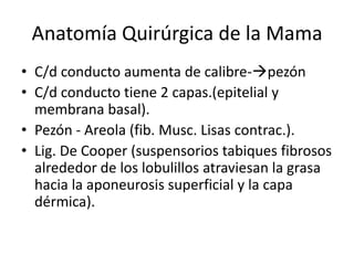 Anatomía de la mama | PPTX