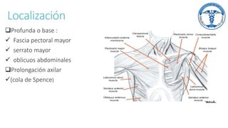 Anatomía de la mama | PPT