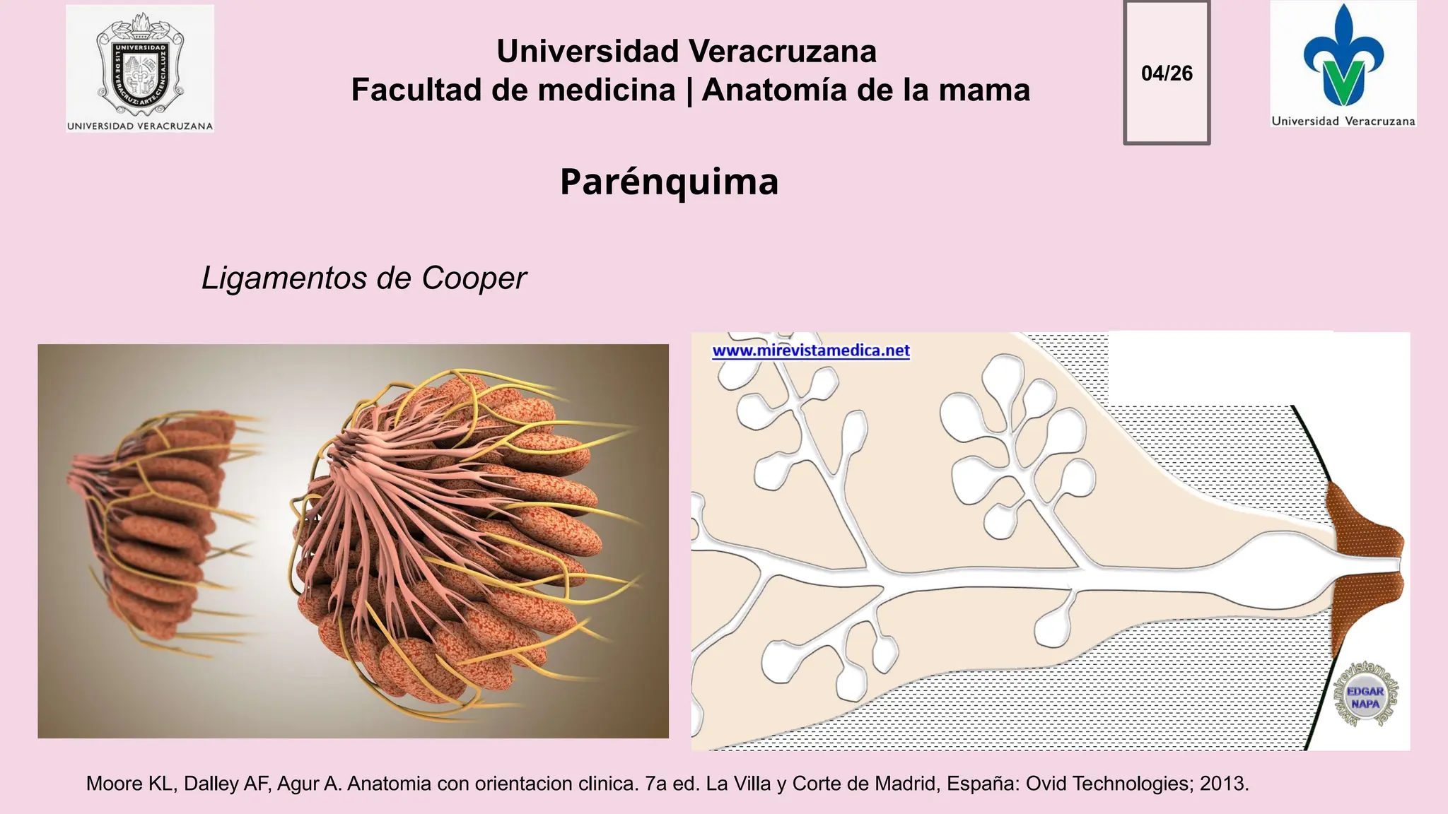 Anatomía de la mama, caso clínico, fisiología | PPTX