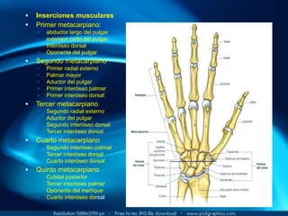 Anatomía de la mano | PPTX