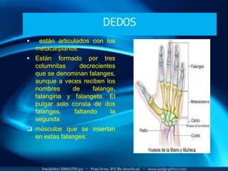 Anatomía de la mano | PPTX