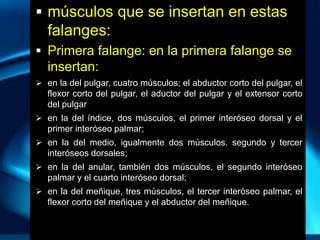 Anatomía de la mano | PPTX