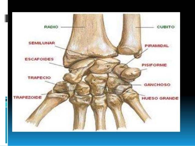 Carpo Articulaciones Del Cuerpo Humano