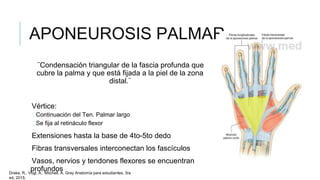Anatomía de la mano.pptx