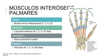 Anatomía de la mano.pptx