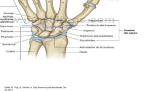 Anatomía de la mano.pptx