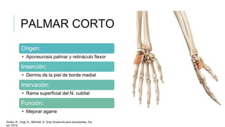 Anatomía de la mano.pptx