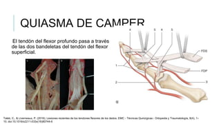 Anatomía de la mano.pptx