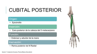 Anatomía de la mano.pptx