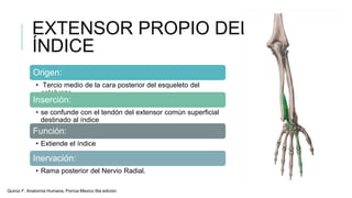 Anatomía de la mano.pptx