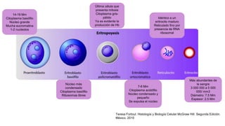 Anatomía de la médula ósea. Hematopoyesis.pptx