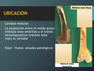 Anatomía De La Médula ósea Y Hematopoyesis Pdf