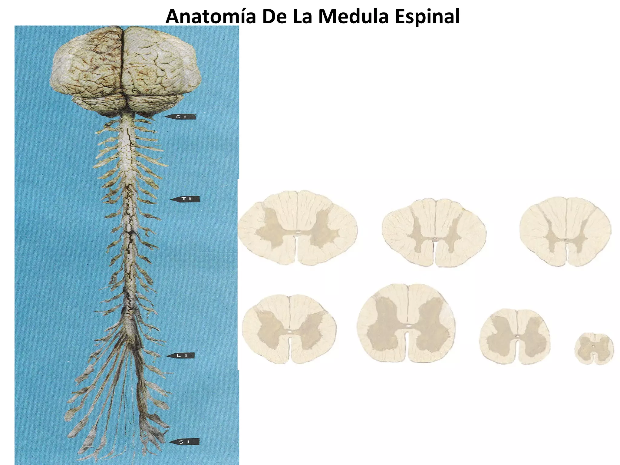 Anatomía De La Medula Espinal | PPT