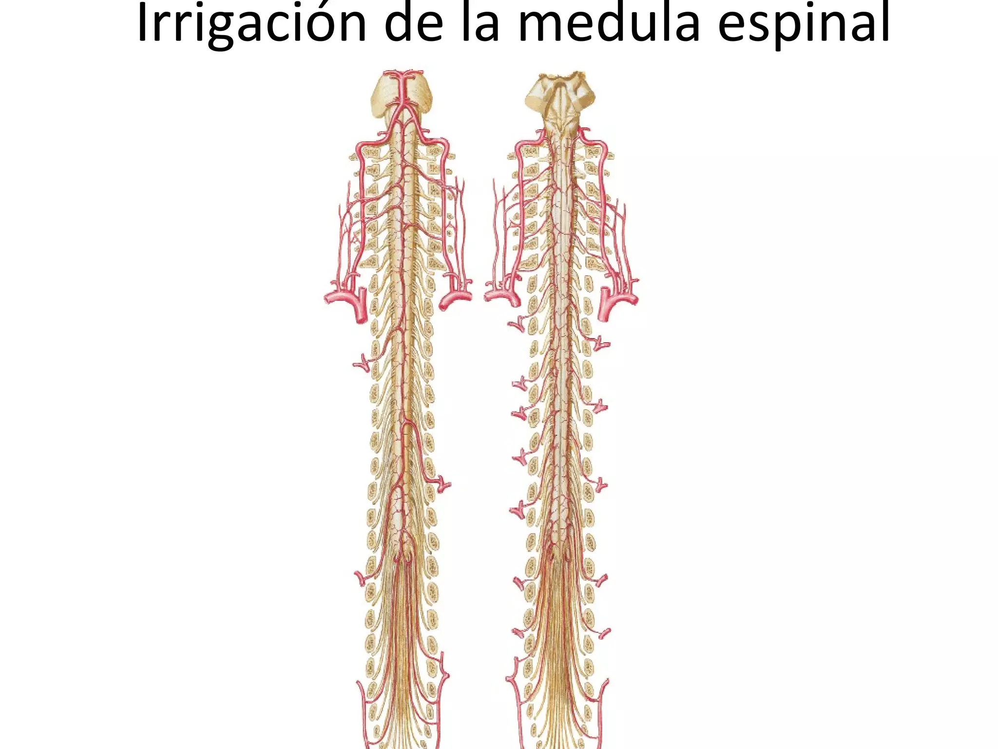 Anatomía de la medula espinal | PPT