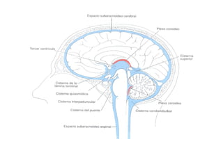 Anatomía de la medula espinal | PPT | Descarga Gratuita