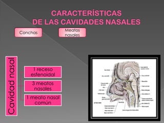 Anatomía de la nariz | PPTX