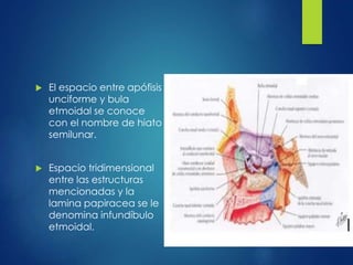 Anatomía de la nariz | PPTX