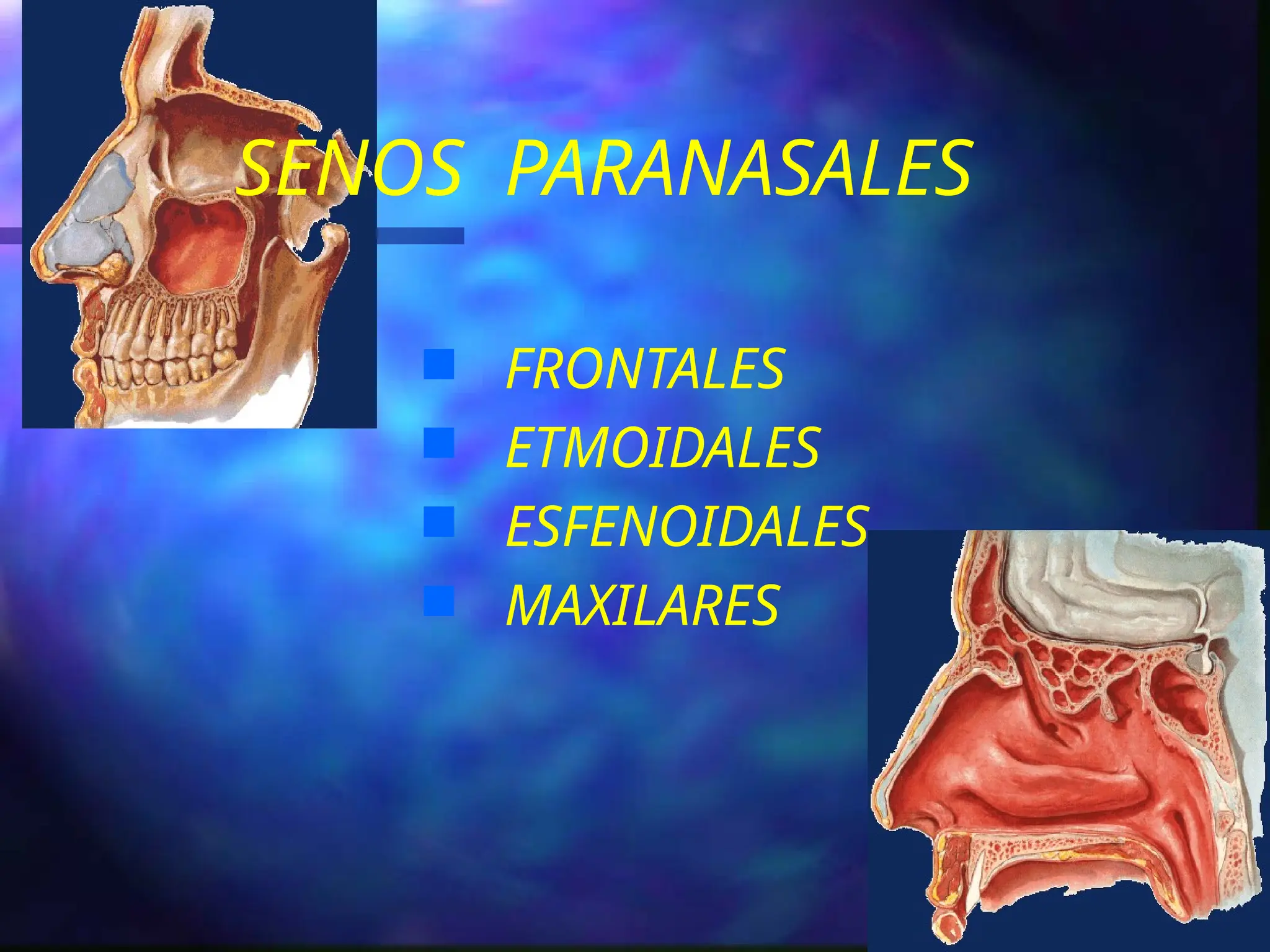 Senos Paranasales [Anatomía]: Explicación Fácil – DISKG