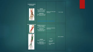 ANATOMÍA DEL ANTEBRAZO.pptx