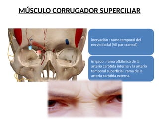 ANATOMIA DE LA ORBITA. CLASE DE OFTALMOLOGIA | PPTX