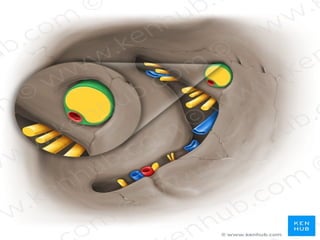 ANATOMIA DE LA ORBITA. CLASE DE OFTALMOLOGIA | PPTX