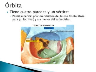Anatomía de la orbita, celulitis preseptal, celulitis orbitaria y ...