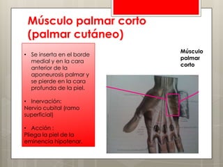 Anatomía de la palma y los dedos | PPTX