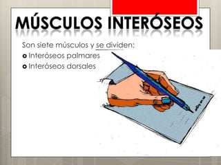 Anatomía de la palma y los dedos | PPTX