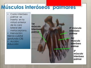 Anatomía de la palma y los dedos | PPTX