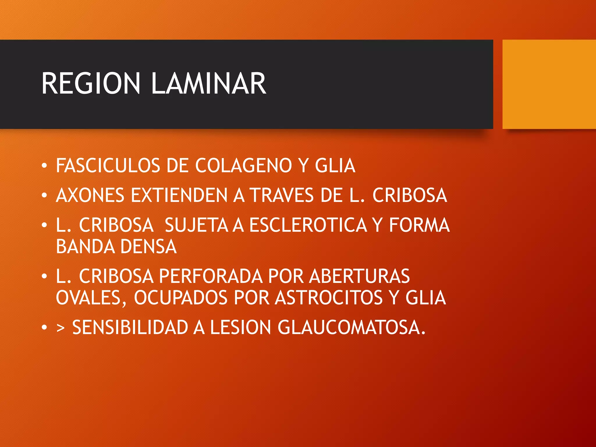 Anatomía de la papila | PPT