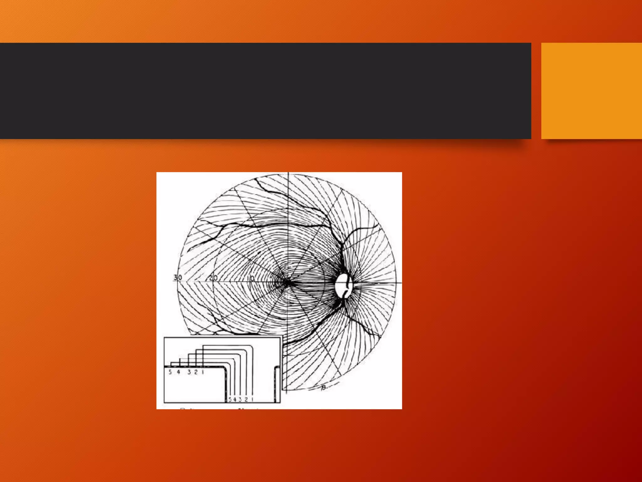 Anatomía de la papila | PPT