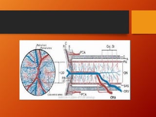 Anatomía de la papila | PPTX