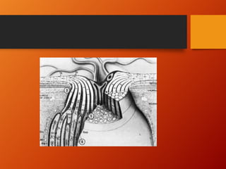 Anatomía de la papila | PPT