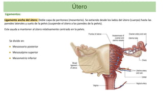 ANATOMÍA DEL APARATO GENITAL FEMENINO.pptx