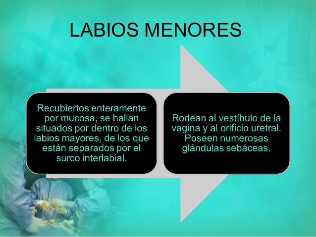 Anatomía del aparato genital femenino