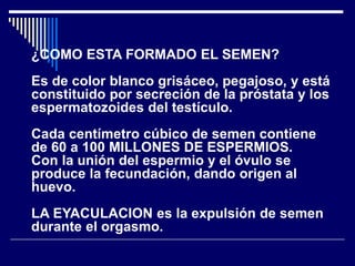 Anatomía del aparato genital masculino | PDF