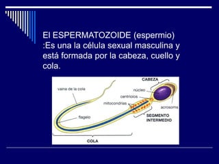 Anatomía del aparato genital masculino | PDF
