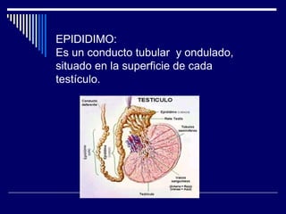 Anatomía del aparato genital masculino | PDF