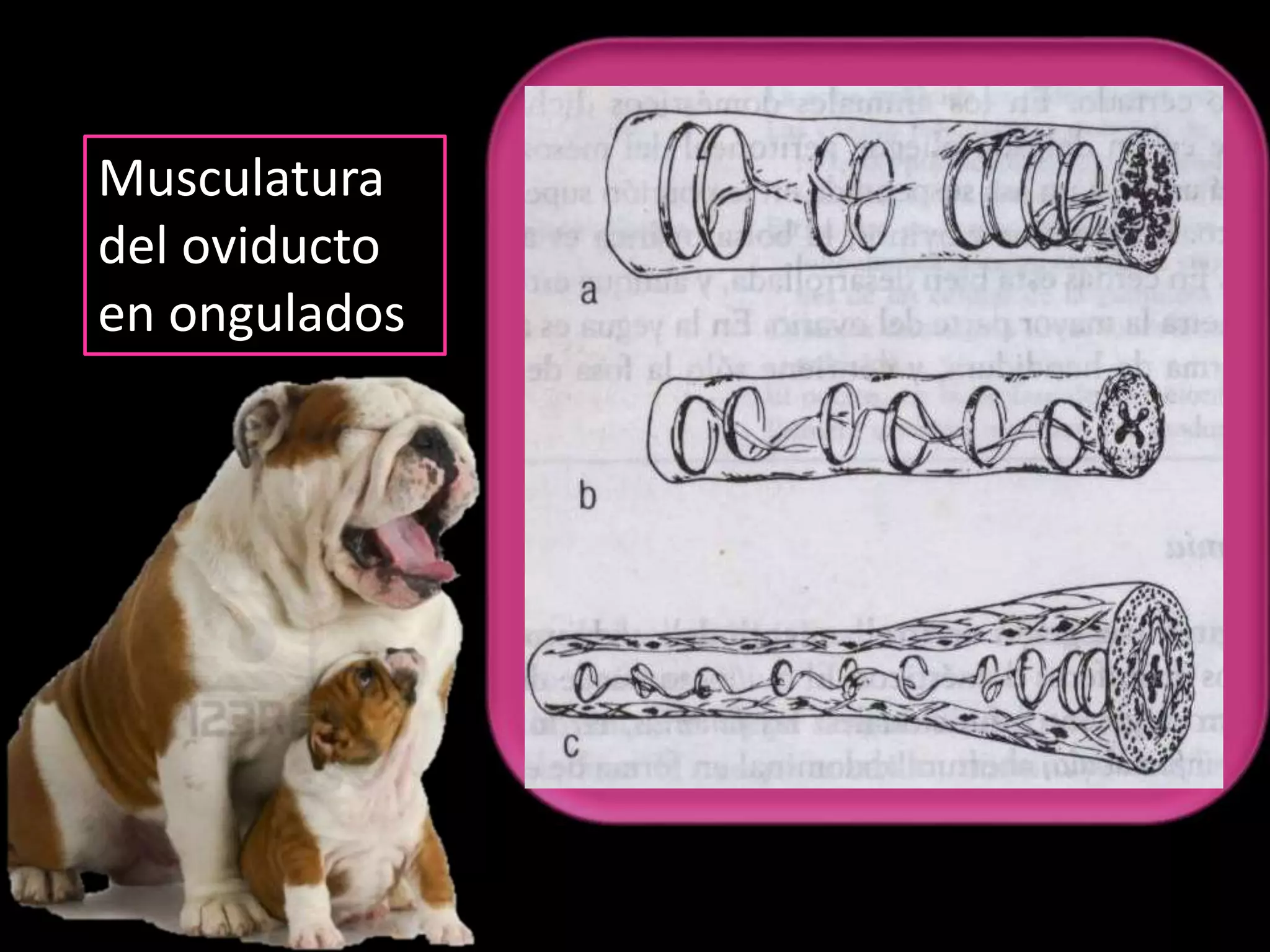 Anatomía del aparato reproductor de la hembra (Animales) | PPTX