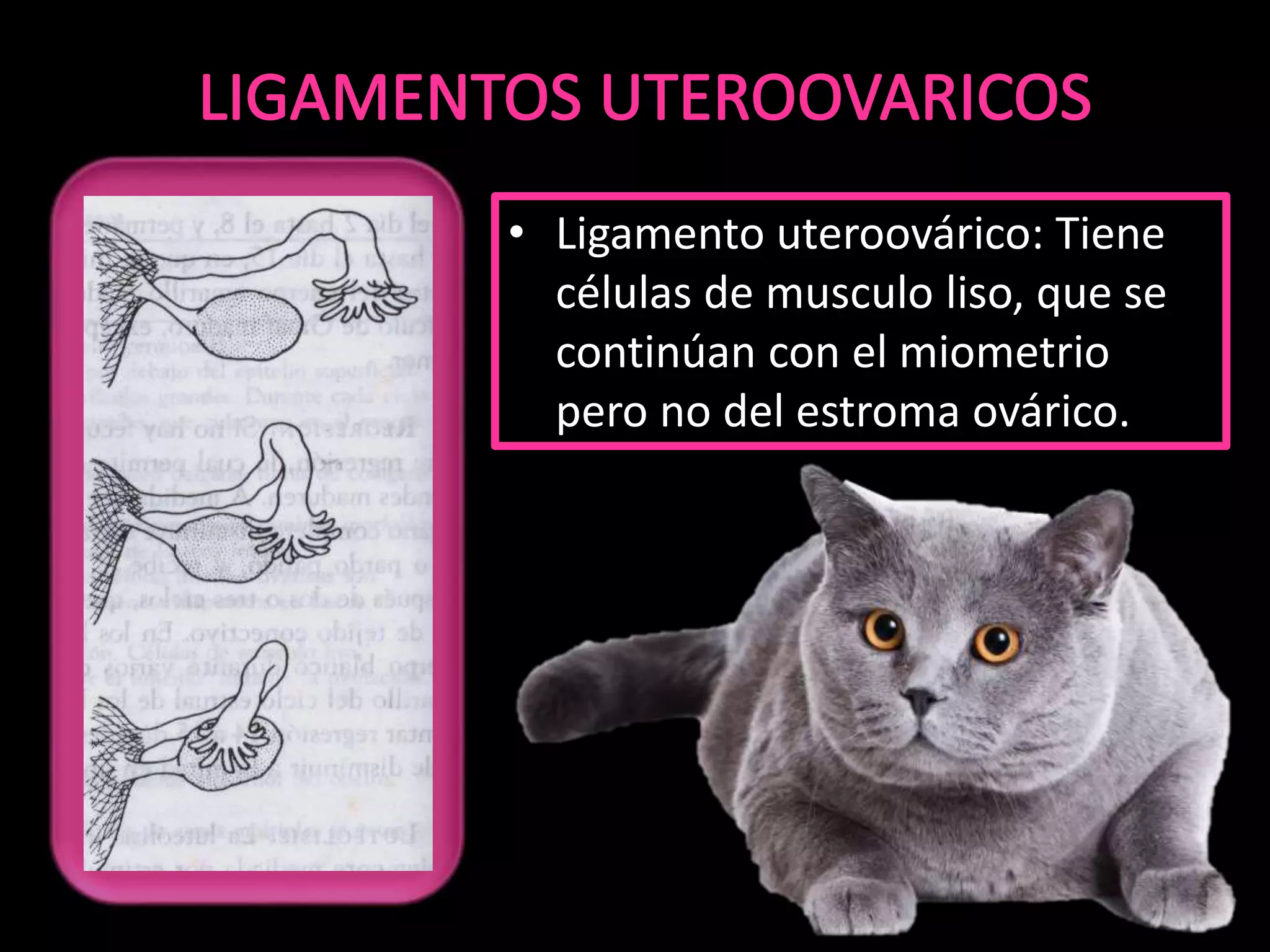 Anatomía del aparato reproductor de la hembra (Animales) | PPTX