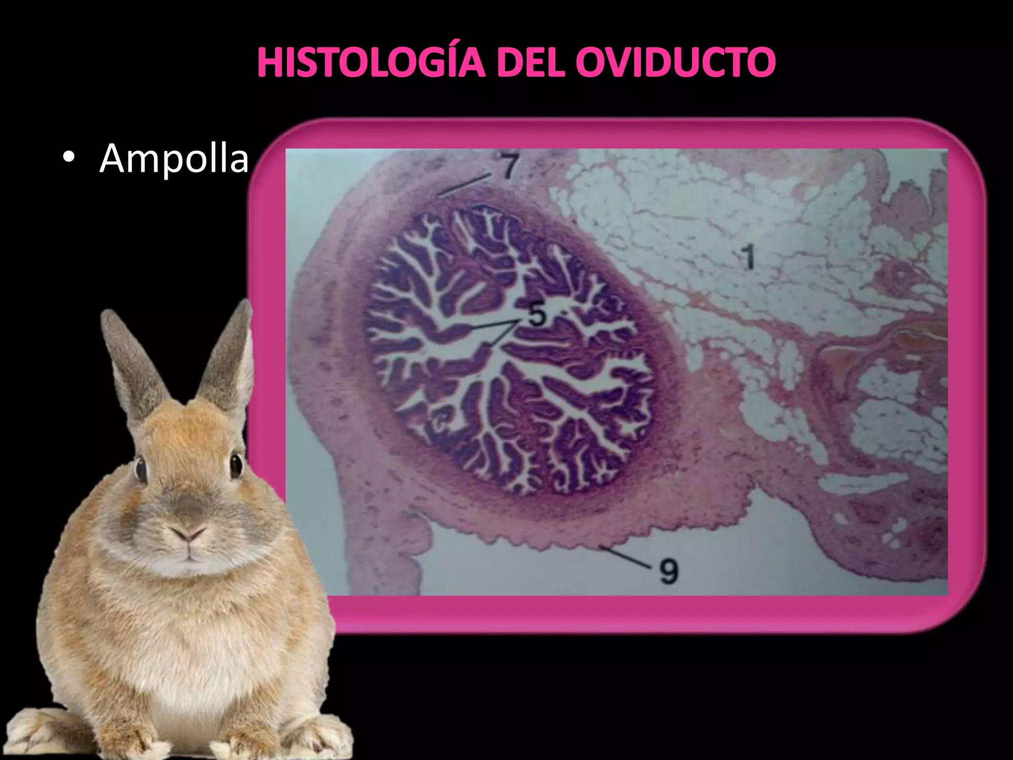 Anatomía del aparato reproductor de la hembra (Animales) | PPTX