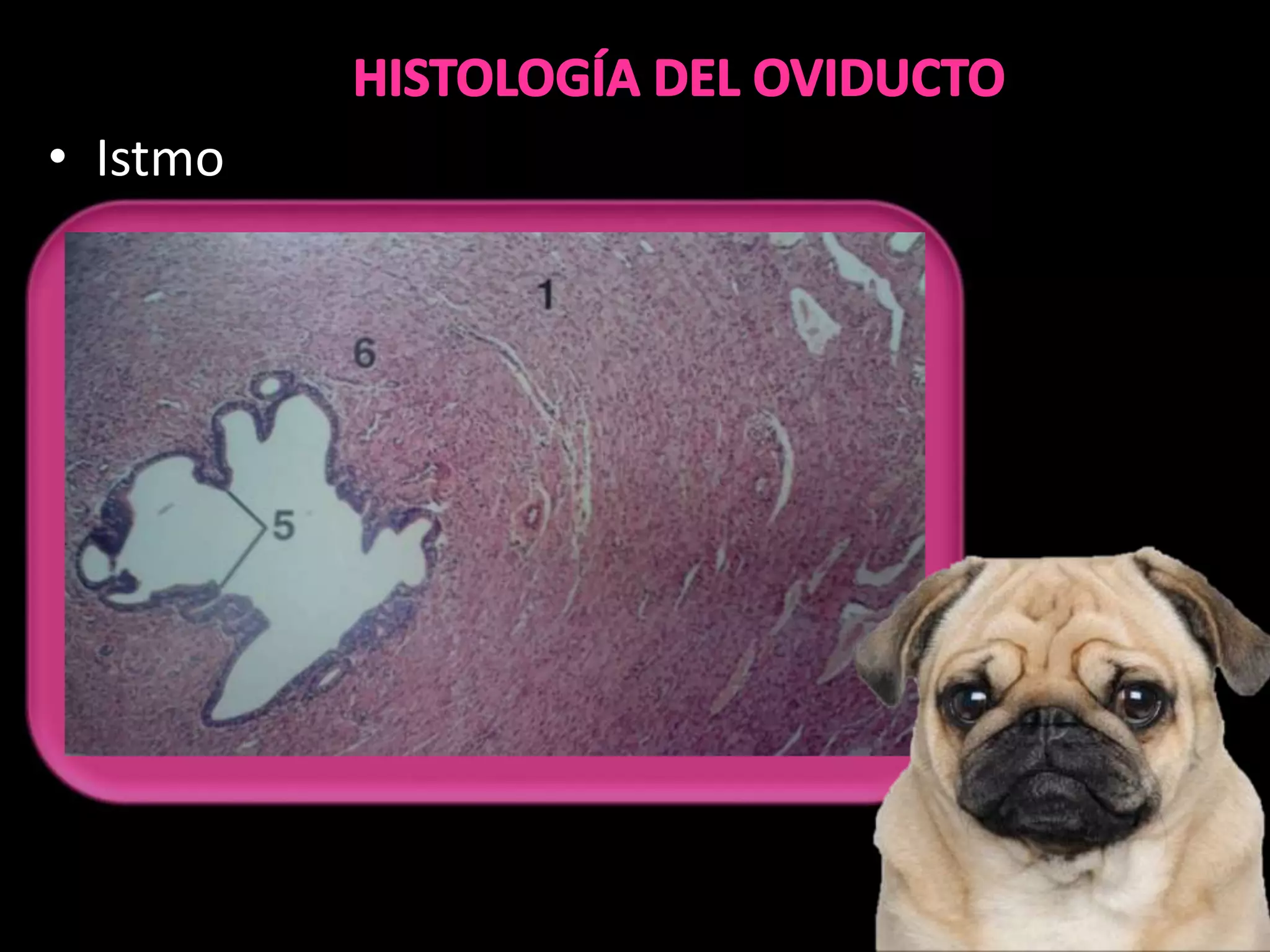 Anatomía del aparato reproductor de la hembra (Animales) | PPTX