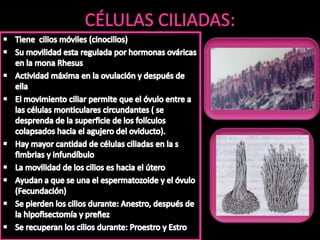 Anatomía del aparato reproductor de la hembra (Animales) | PPTX