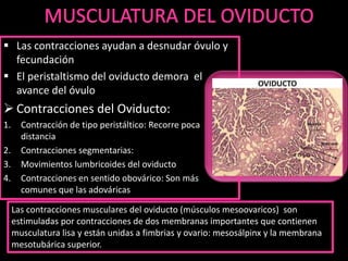 Anatomía del aparato reproductor de la hembra (Animales) | PPTX
